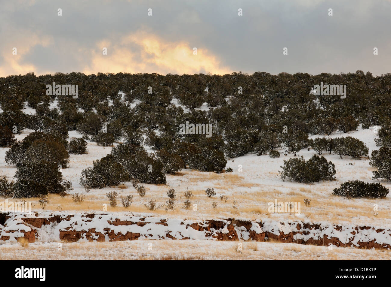 A dusting of snow in the Cibola National Forest, near Mountainair, New ...