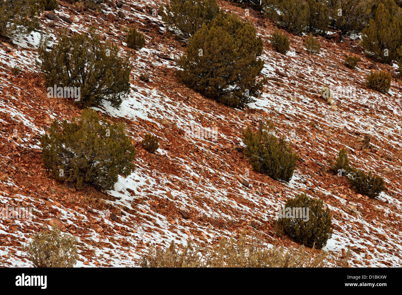 A dusting of snow in the Cibola National Forest, near Mountainair, New ...