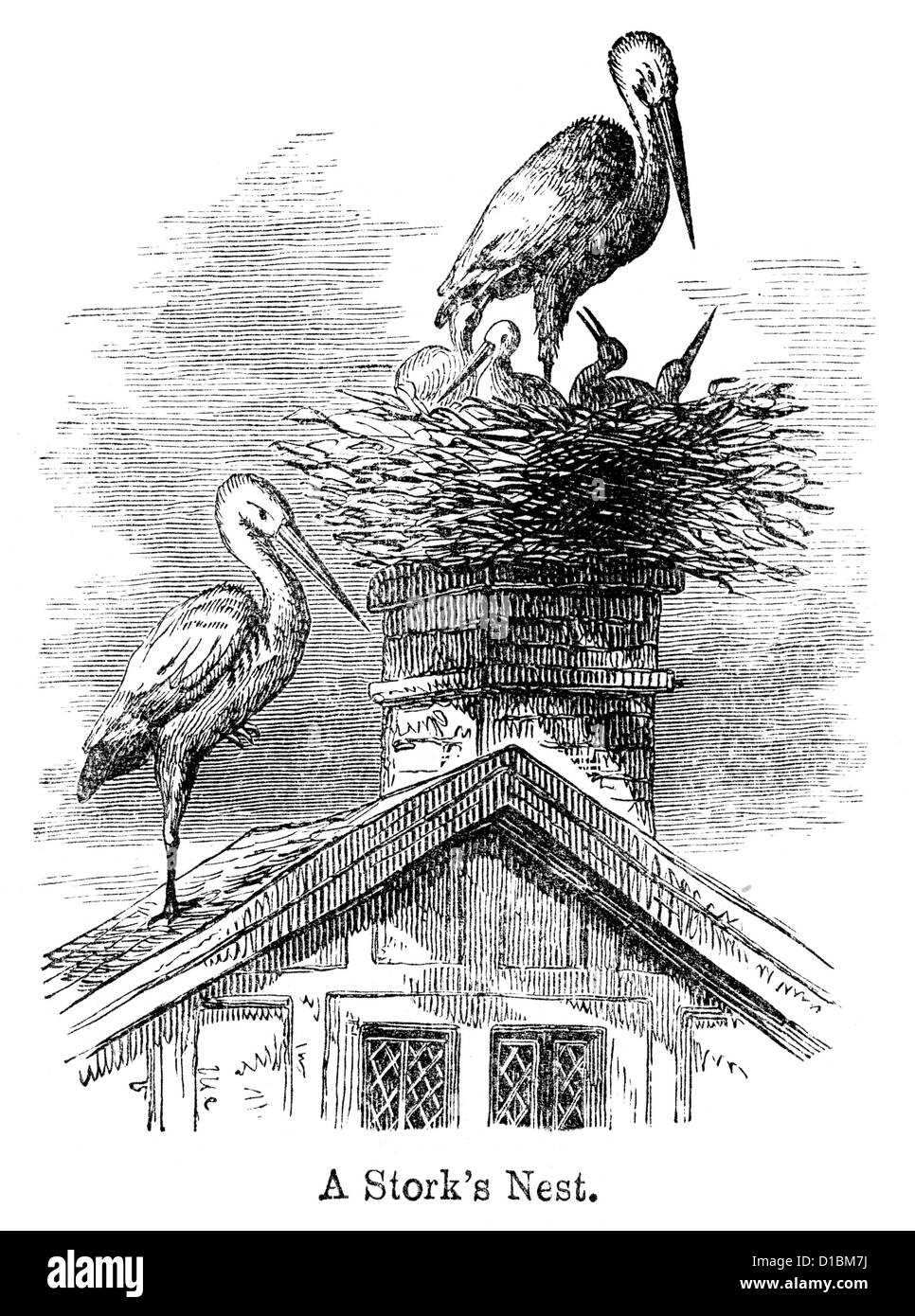 On nest with chicks Cut Out Stock Images & Pictures - Alamy