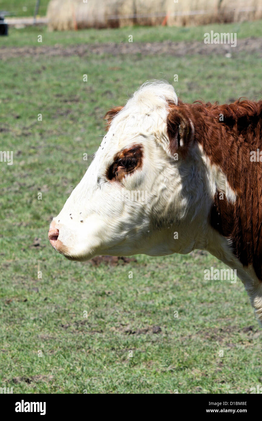 Flies on cattle hi-res stock photography and images - Alamy