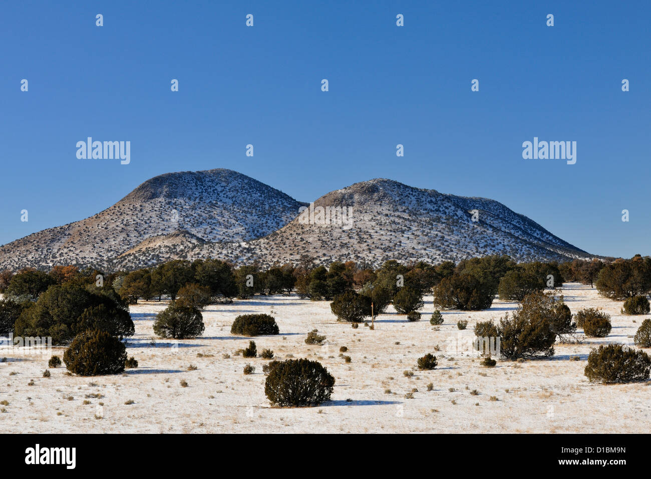 Pinyon Pine and junipers in the Cibola National Forest with fresh snow ...