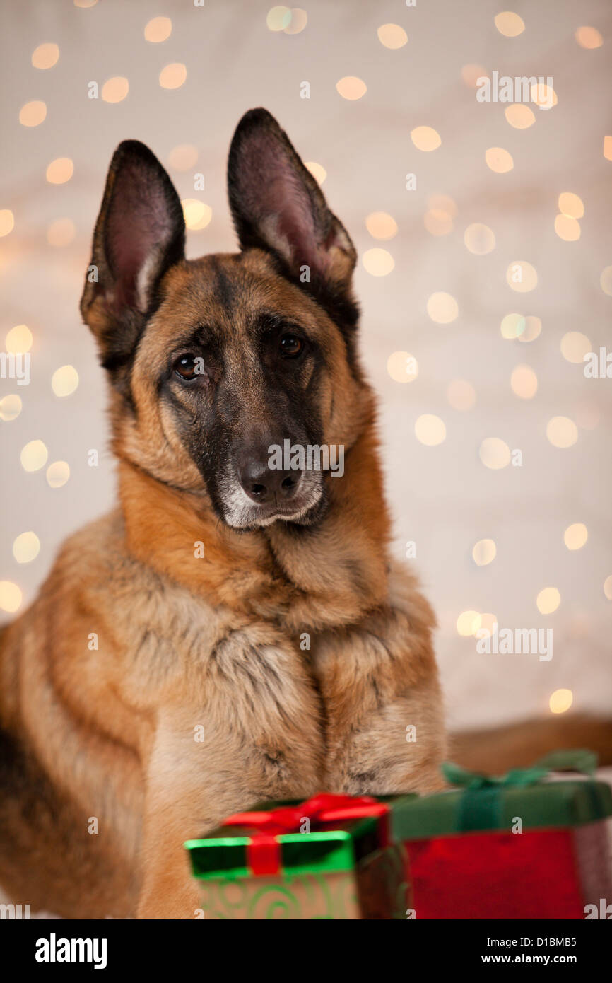 Female German Shepherd Dog portrait with holiday background Stock Photo ...