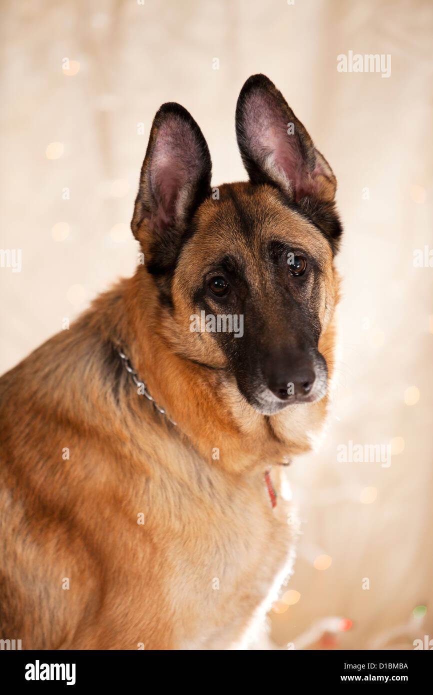 Female german shepherd hi-res stock photography and images - Alamy