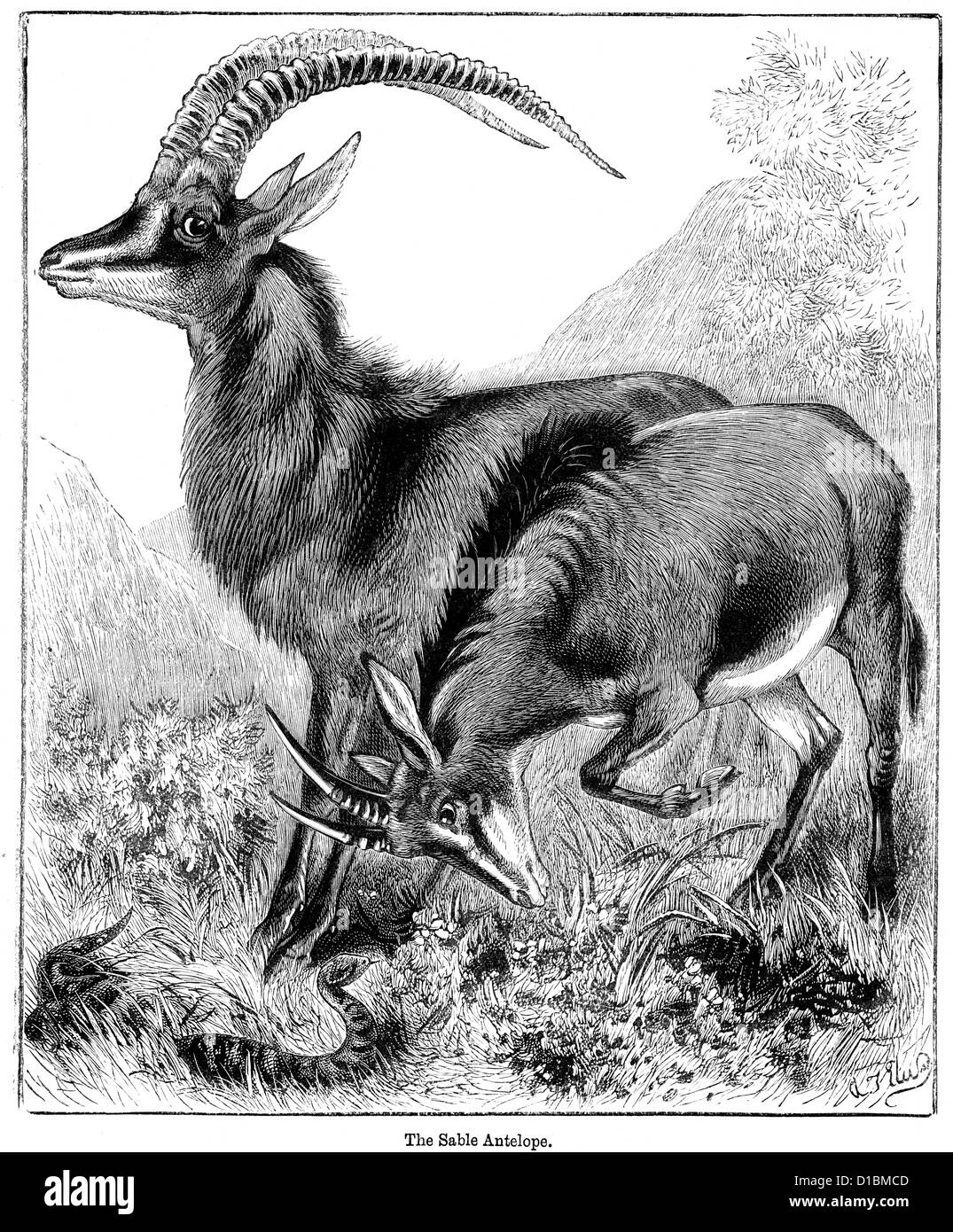 Sable Antelope Drawing