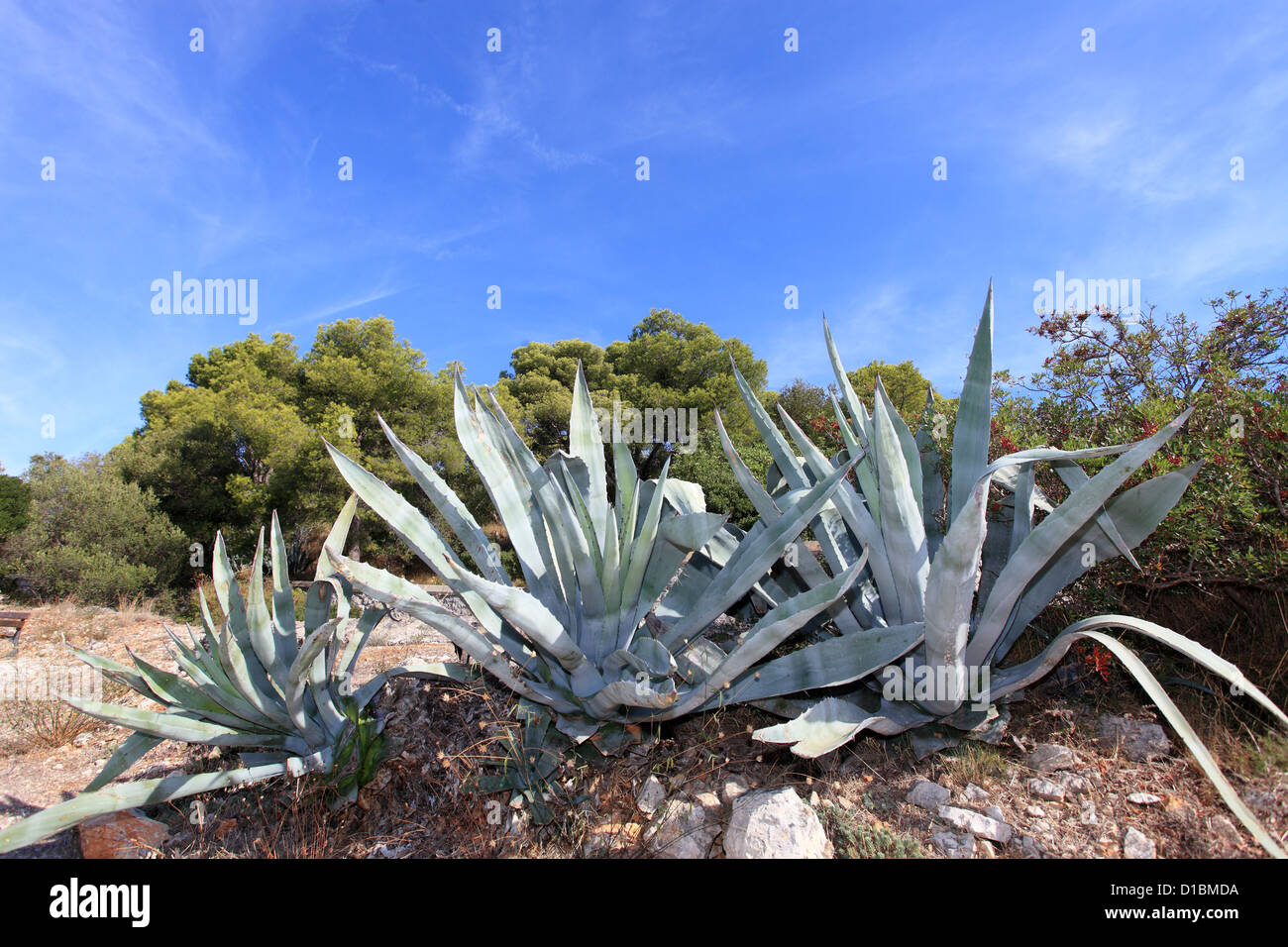 The natural park of Mont Boron in Nice city Stock Photo - Alamy