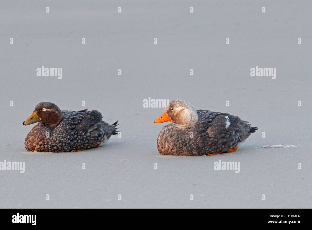 A Pair of Falkland Island Flightless Steamer Ducks sitting on a beach ...