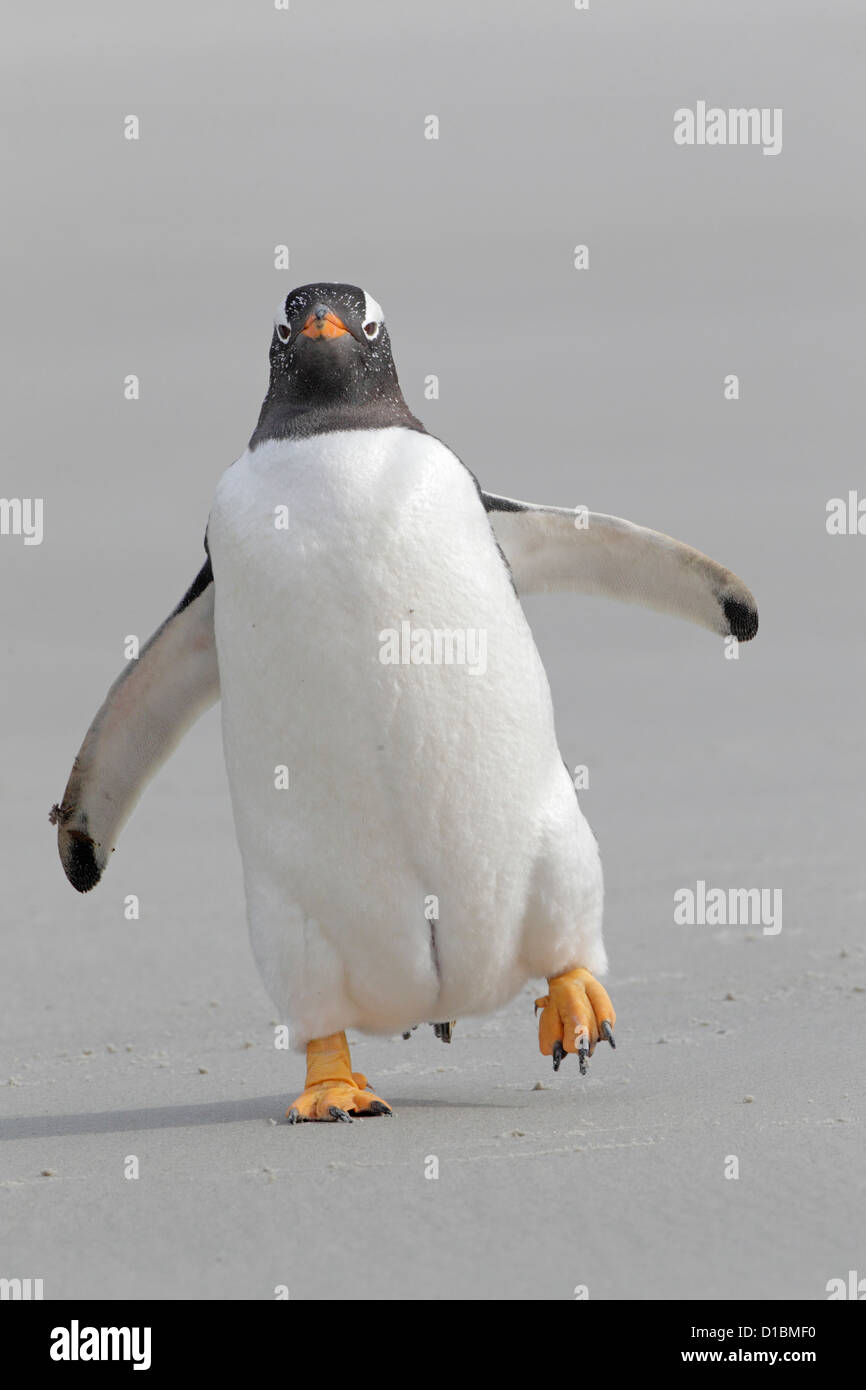 Penguin Walking Foot