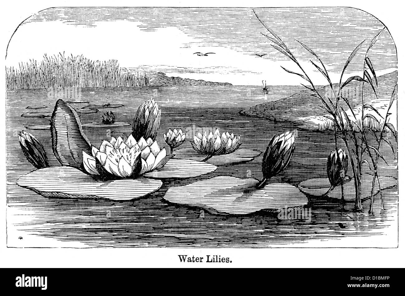 Victorian engraving of Water Lilies, 1897 Stock Photo - Alamy