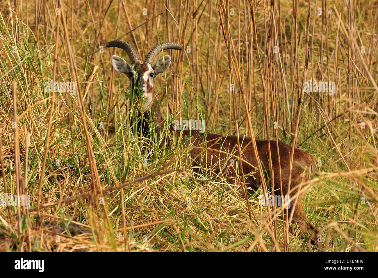 White-eared Kob Kobus kob leucotis, Bovidae, Gambela National Park ...