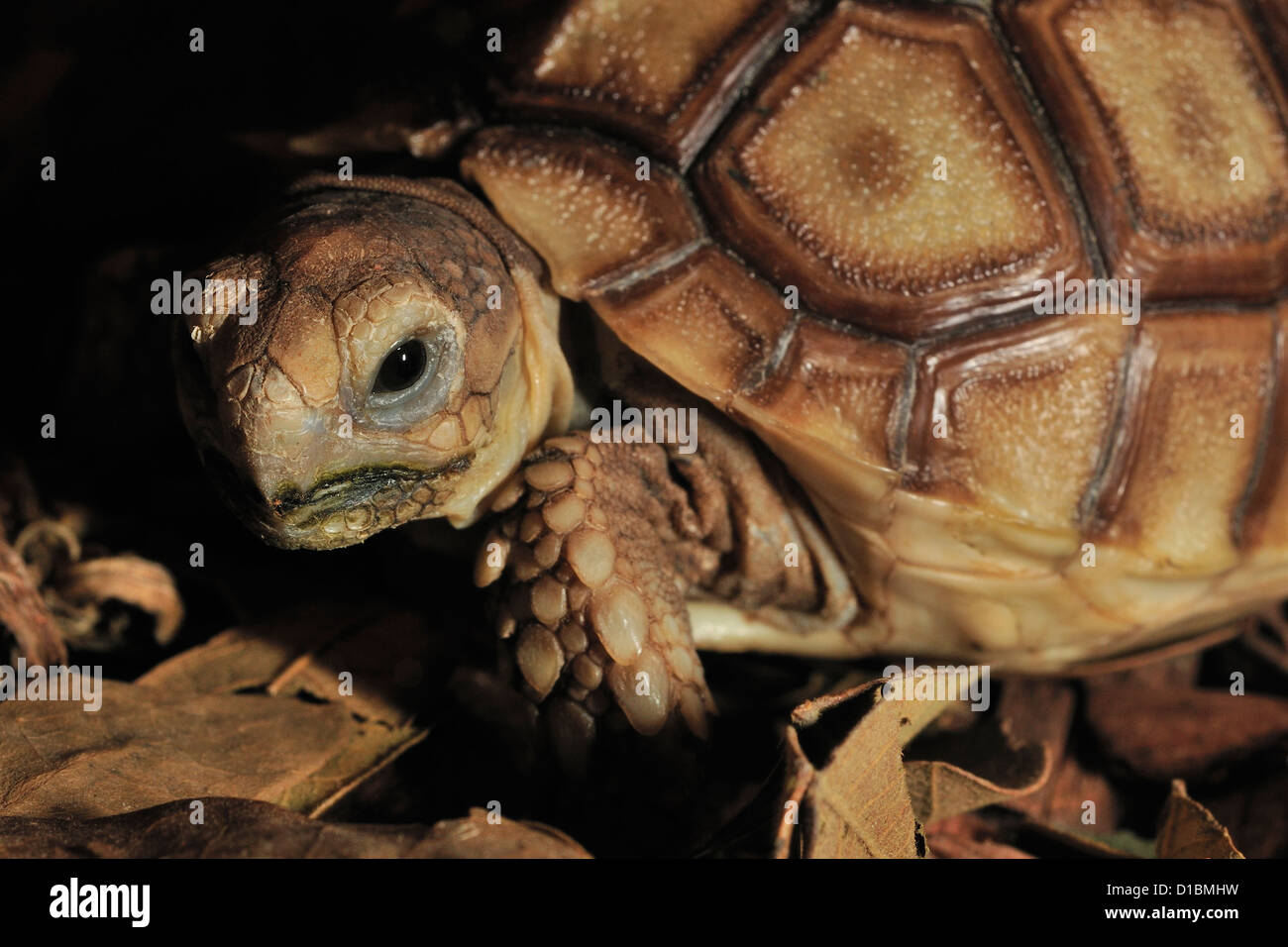 African land tortoise Geochelone sulcata Stock Photo - Alamy