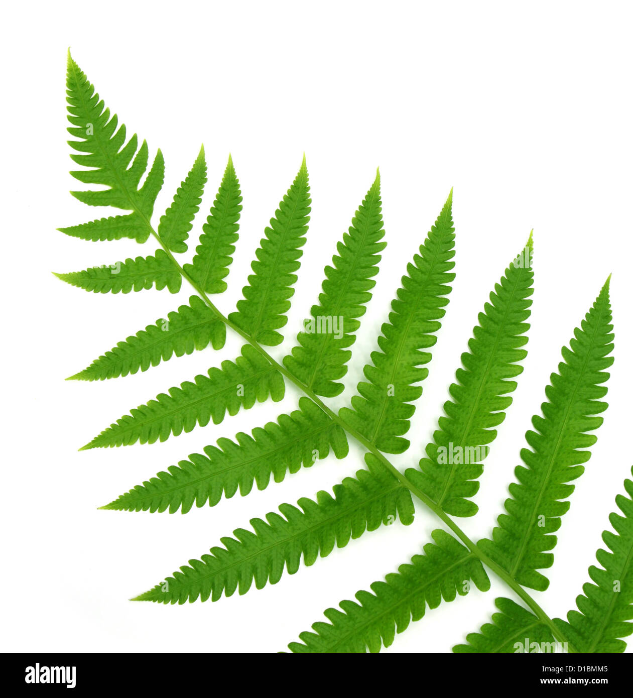 Decorative fern over white background Stock Photo - Alamy