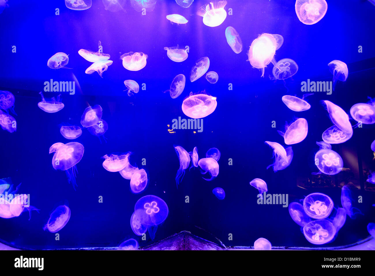 Oceanographic museum of Monaco, principality of Monaco, Monte Carlo ...