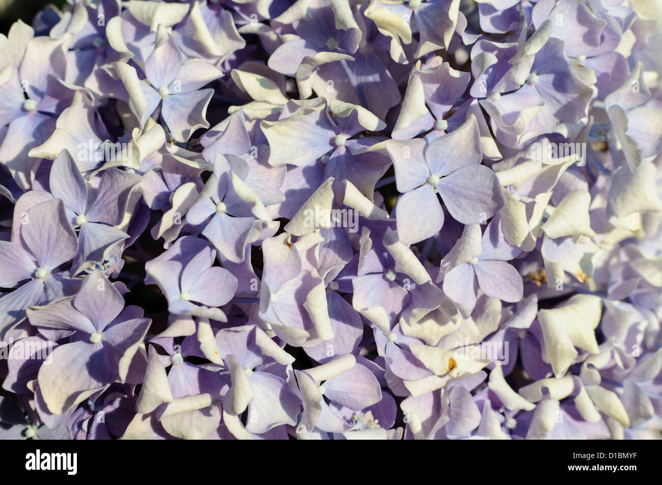 Blue Hydrangea close up Stock Photo - Alamy