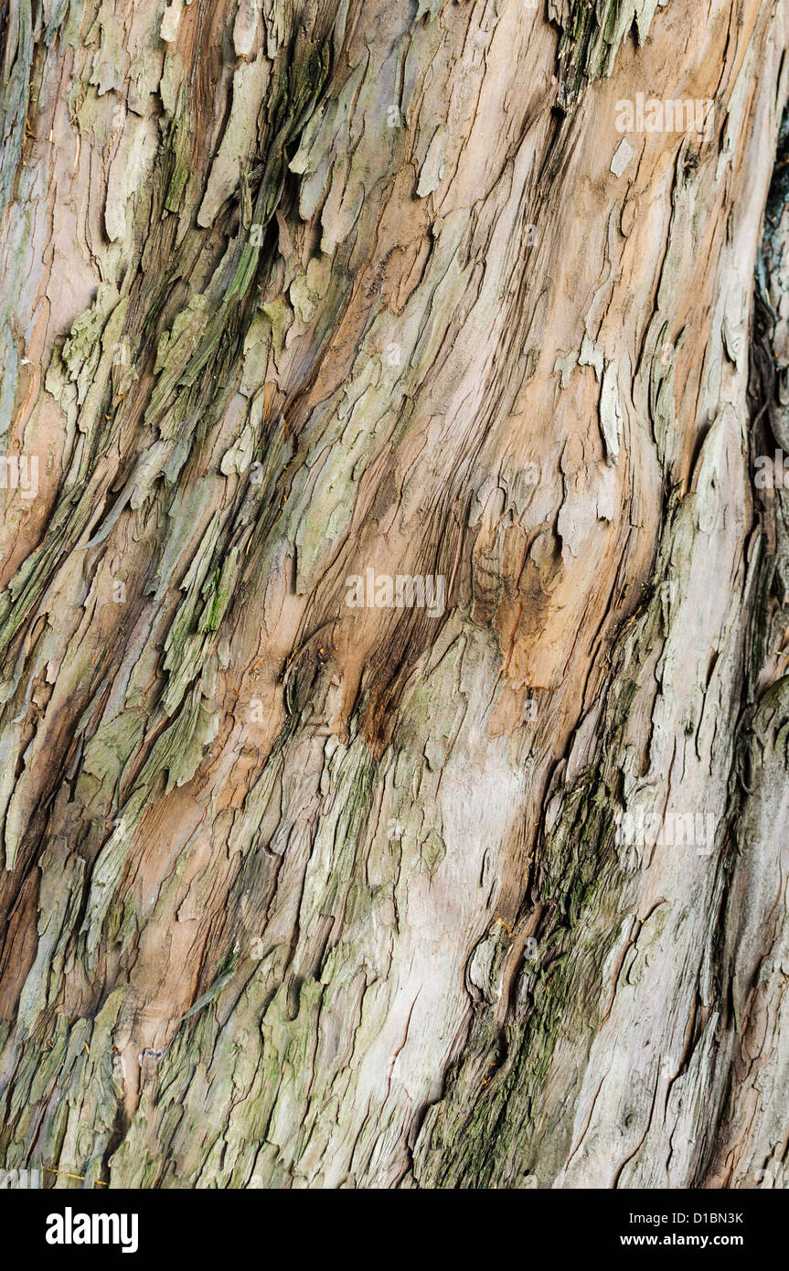 Brown bark of a tree. Texture in nature Stock Photo - Alamy