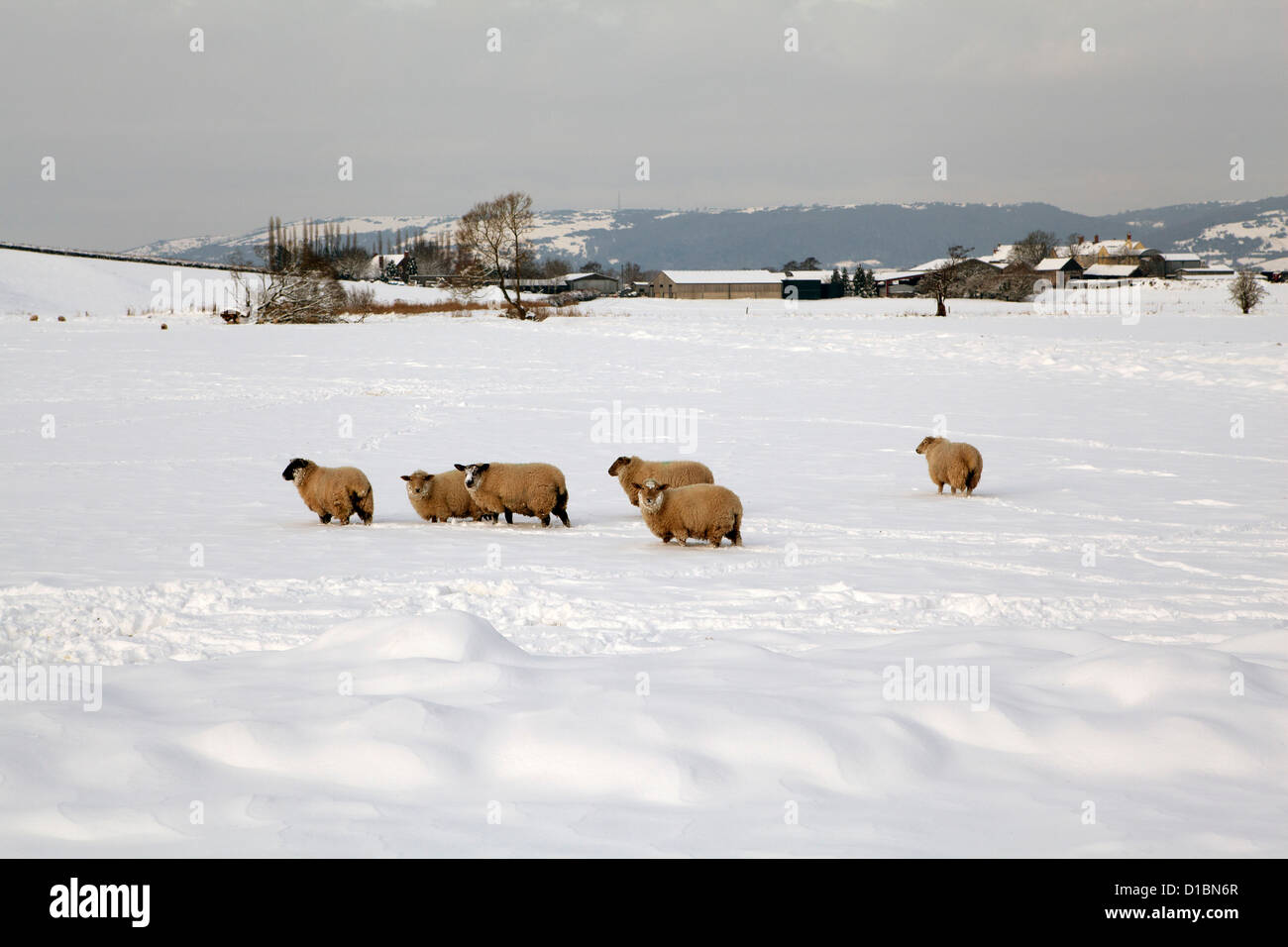Sheep in snow hi-res stock photography and images - Alamy