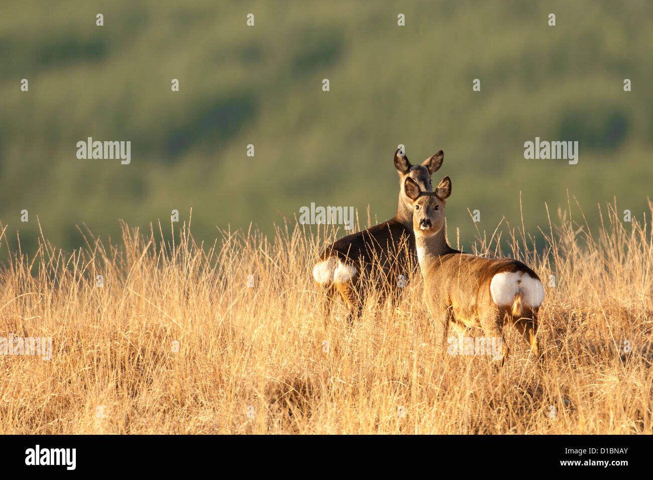 Two roe deer hi-res stock photography and images - Alamy