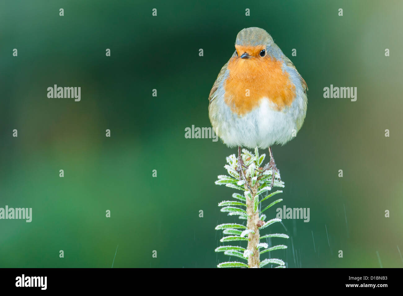 A Robin photographed during 2012 Winter, Scotland Stock Photo - Alamy