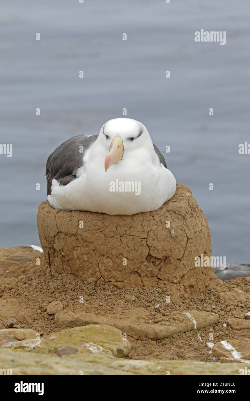 Black browed albatross colony hi-res stock photography and images - Alamy