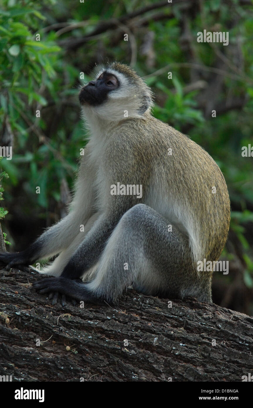 Vervet monkey (Chlorocebus pygerythrus) at Lake Manyara Tanzania Africa ...