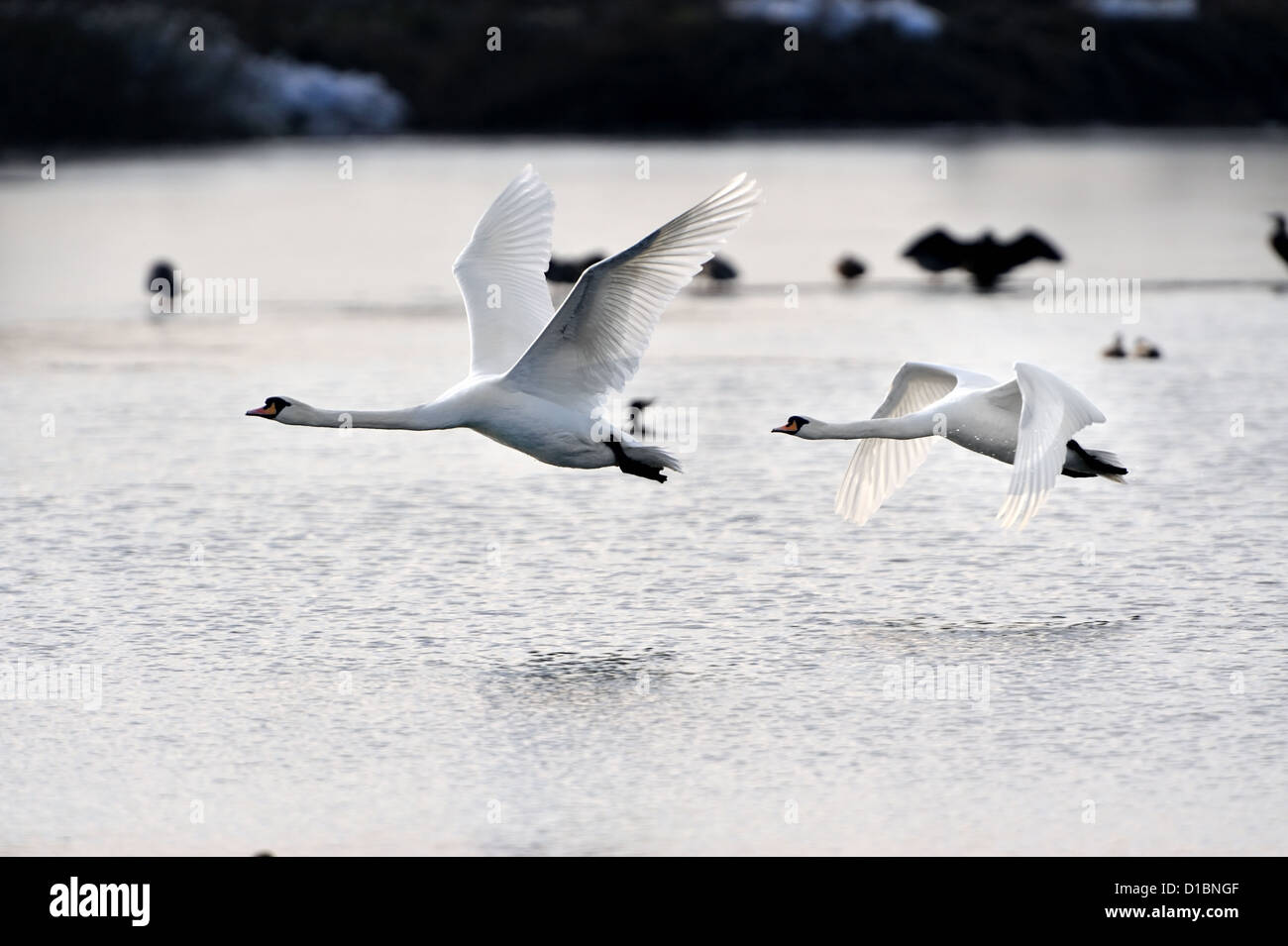 Two white mute swans hi-res stock photography and images - Alamy