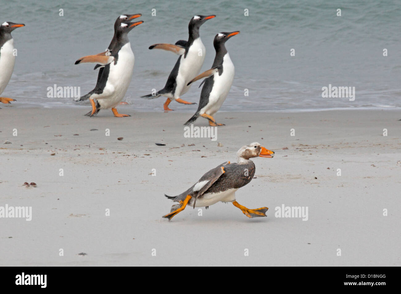 Falkland island Flightless steamer duck and Gentoo penguins running on ...