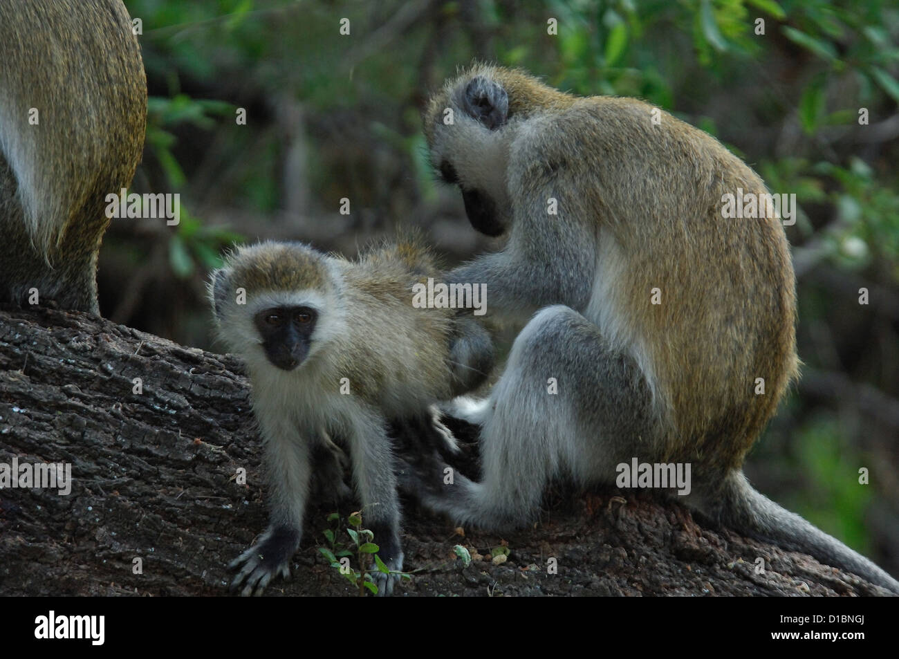 Vervet monkeys (Chlorocebus pygerythrus) grooming at Lake Manyara ...