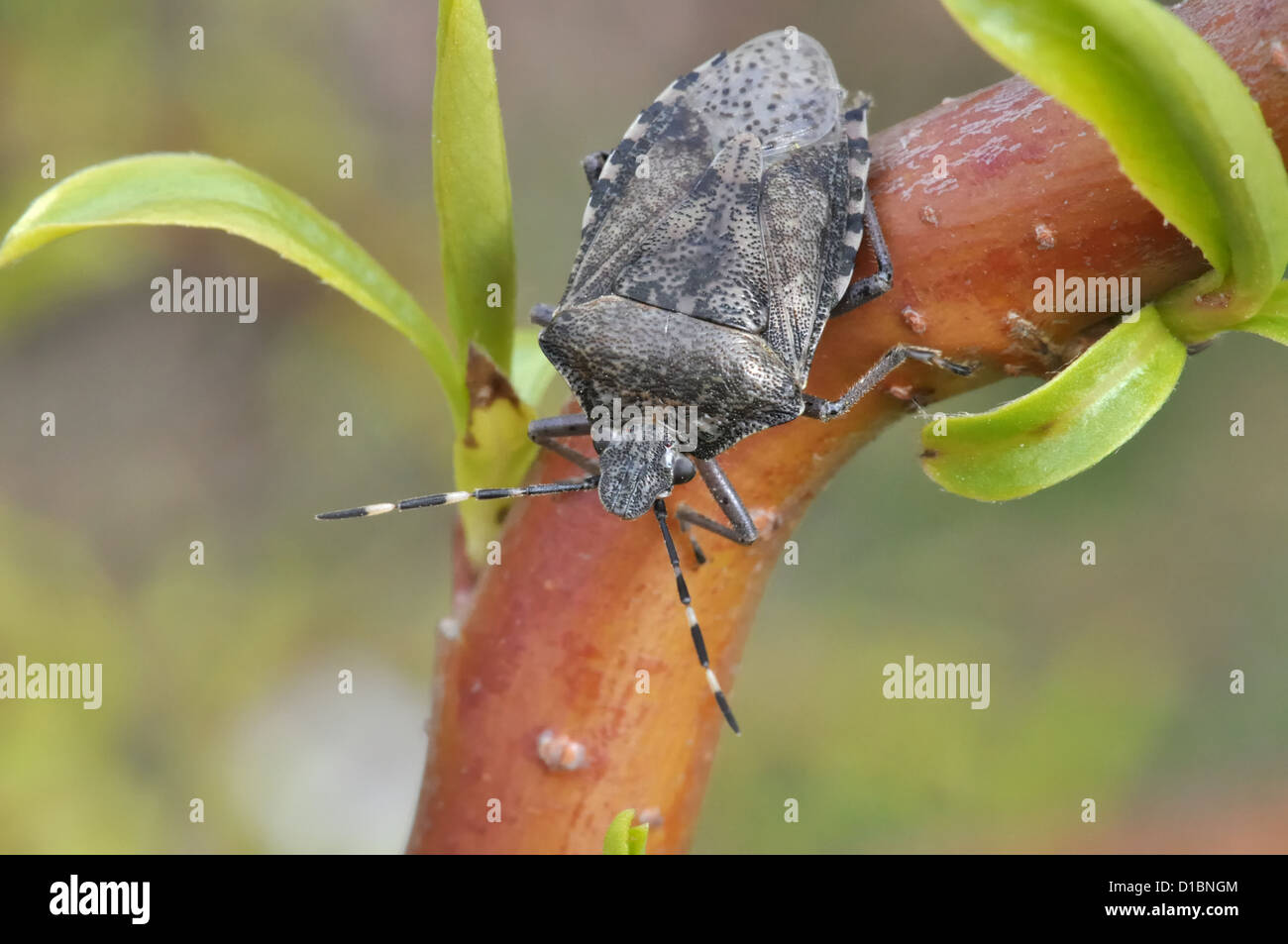 Grey Garden bug on a tree branch Stock Photo - Alamy