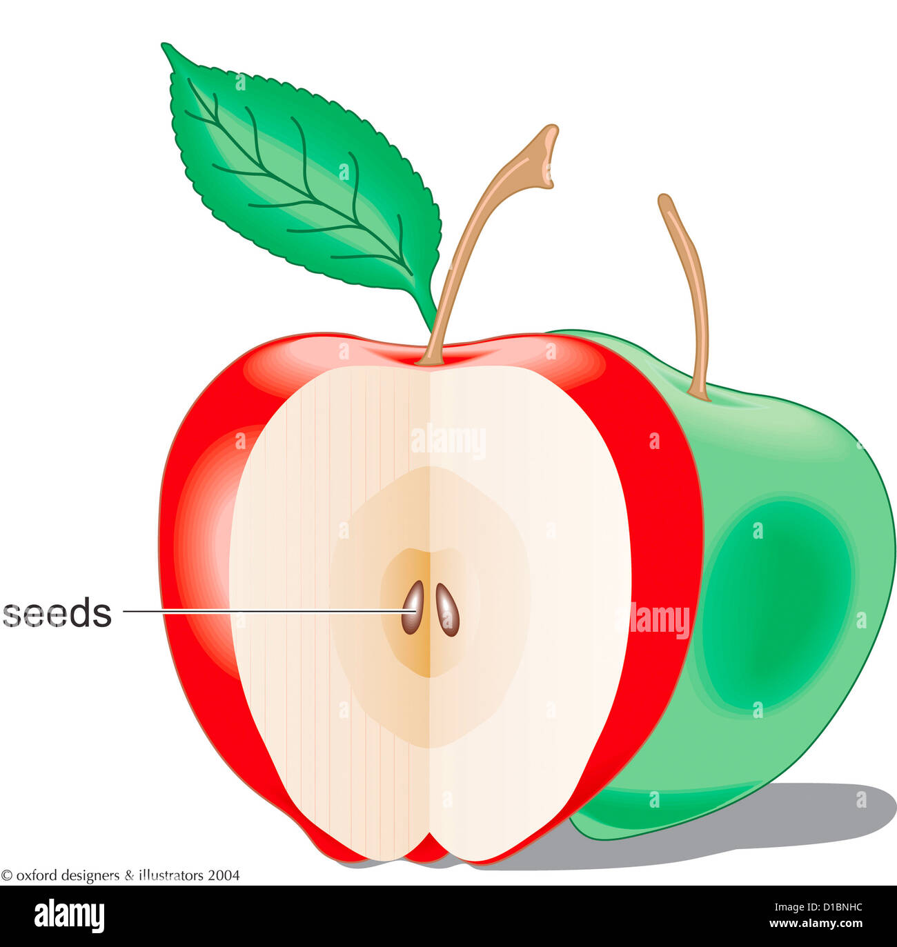 Apple pip tree hi-res stock photography and images - Alamy