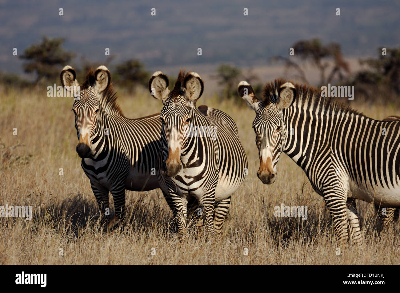 Grevy's Zebras (Equus grevyi) at Lewa Downs Kenya Africa Stock Photo ...