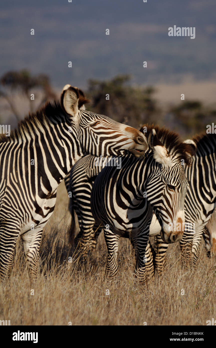 Grevy's Zebras (Equus grevyi) at Lewa Downs Kenya Africa Stock Photo ...