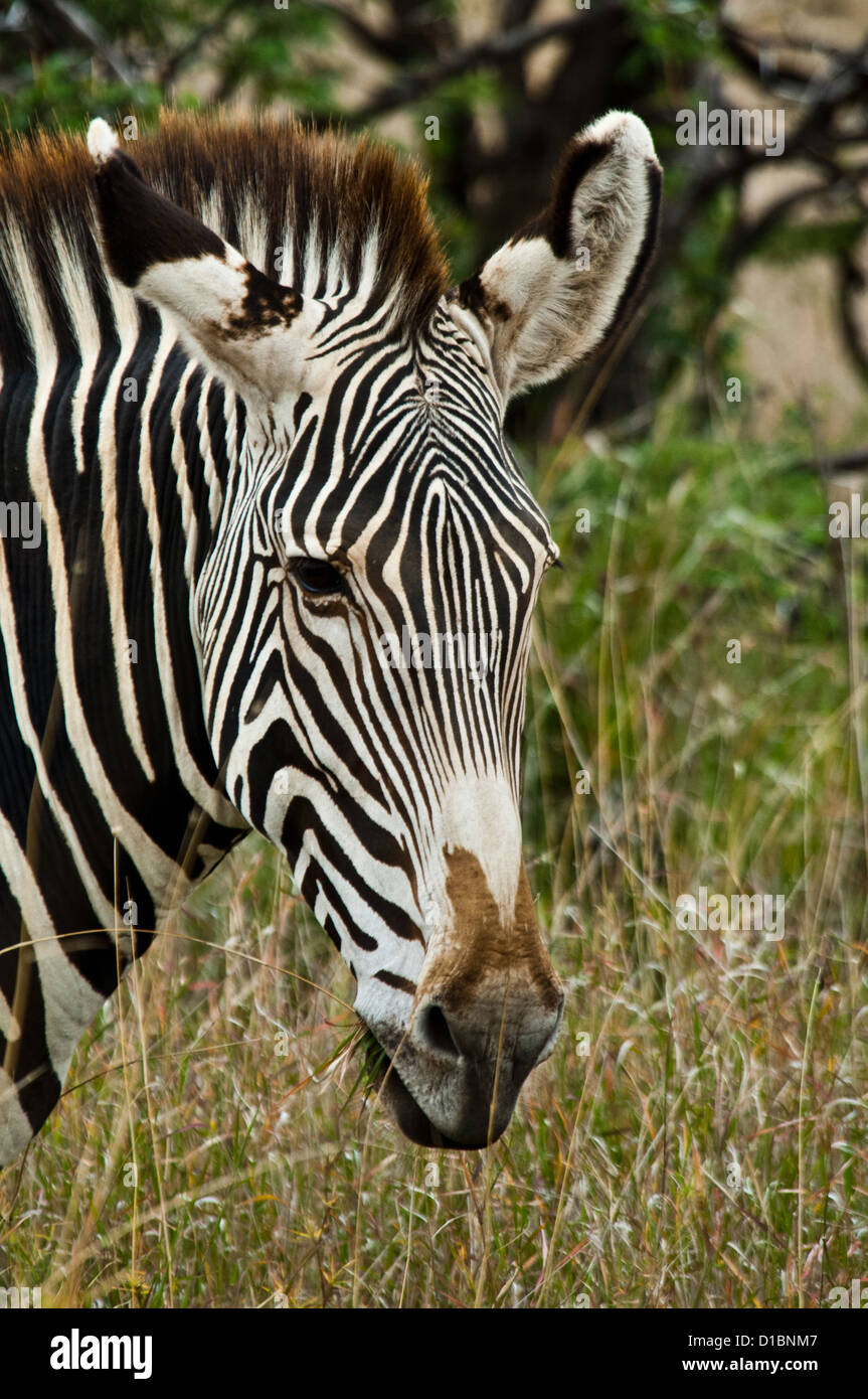 Zebra lewa hi-res stock photography and images - Alamy
