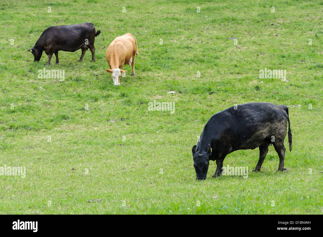 Grassland cows hi-res stock photography and images - Alamy