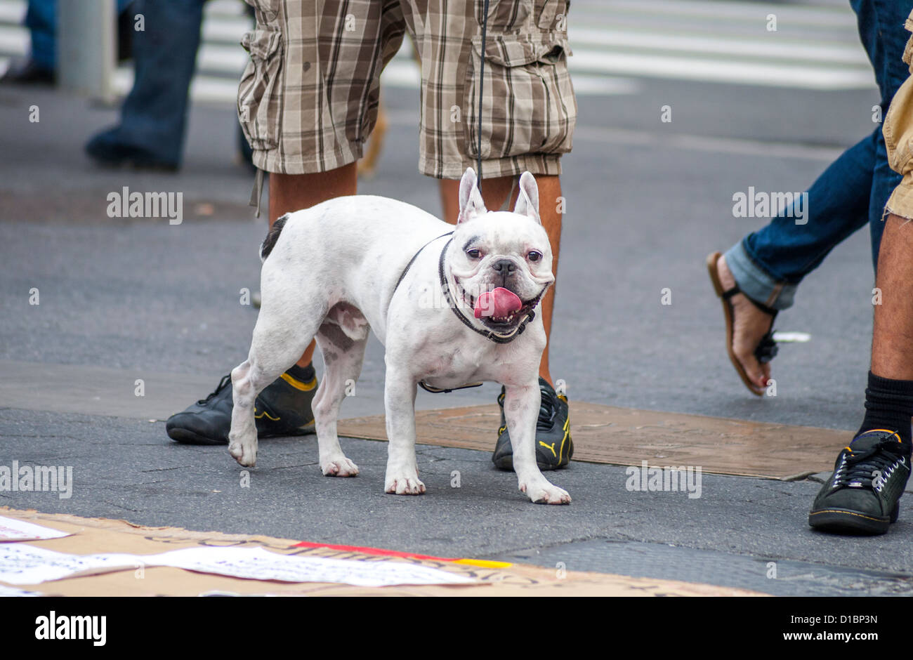 A bulldog with his owner walking in Union Square, Manhattan, New York ...