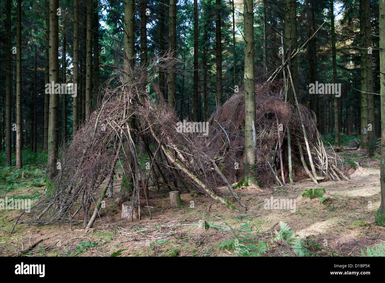 Somerset Forest Camp Stock Photo - Alamy
