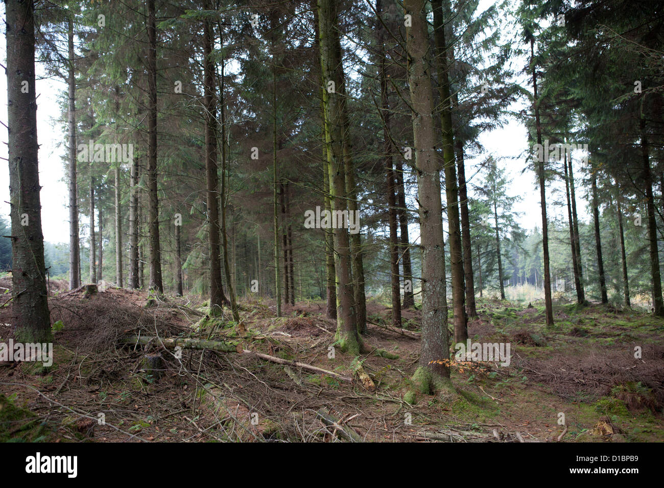 Somerset forest hi-res stock photography and images - Alamy