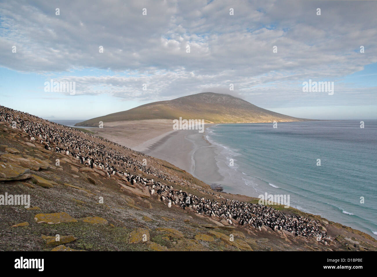 Rockhopper Penguin Colony on Saunders island at the neck Stock Photo ...