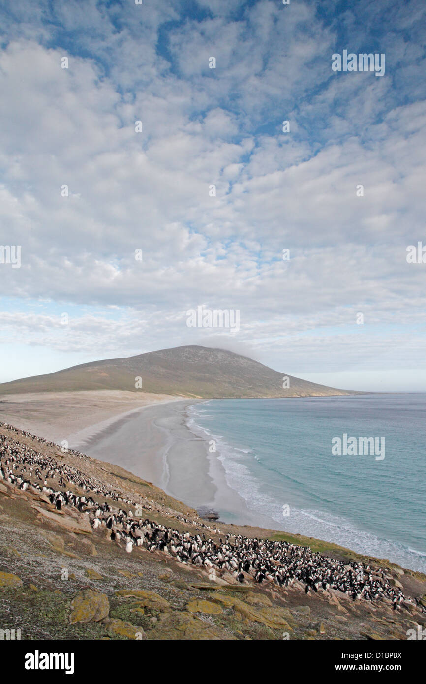 Rockhopper Penguin Colony on Saunders island at the neck Stock Photo ...