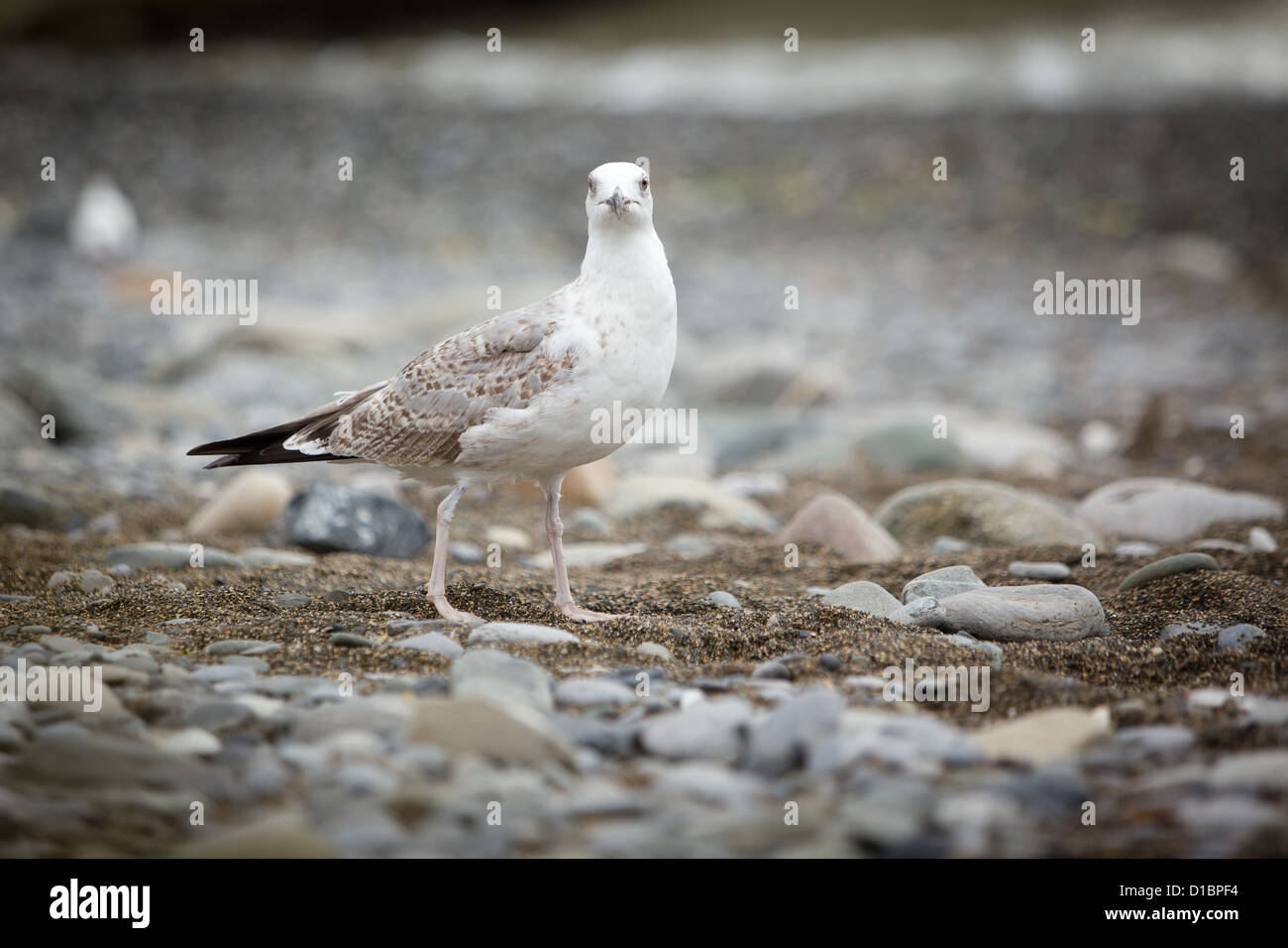 Seagull looking at camera hi-res stock photography and images - Alamy