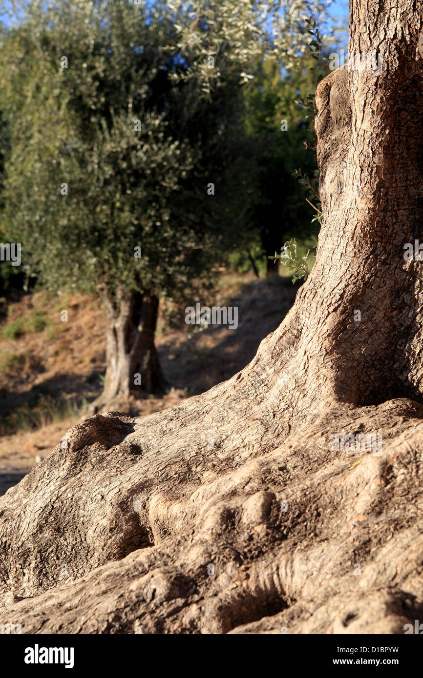 Centenary olive tree trunk in the Estienne d'Orves natural park of Nice ...