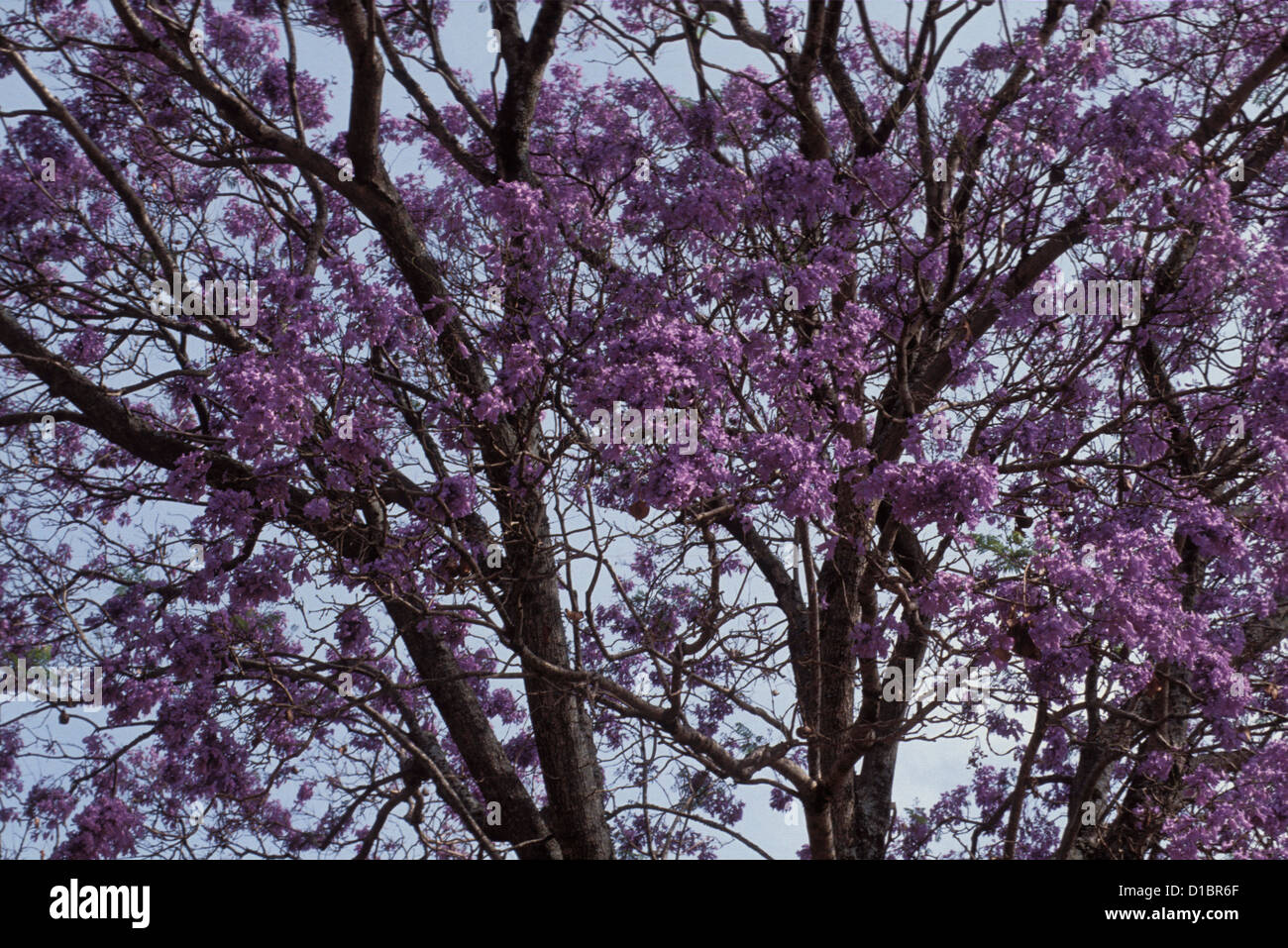 Tanzania. Jacaranda tree in blossom season Stock Photo - Alamy