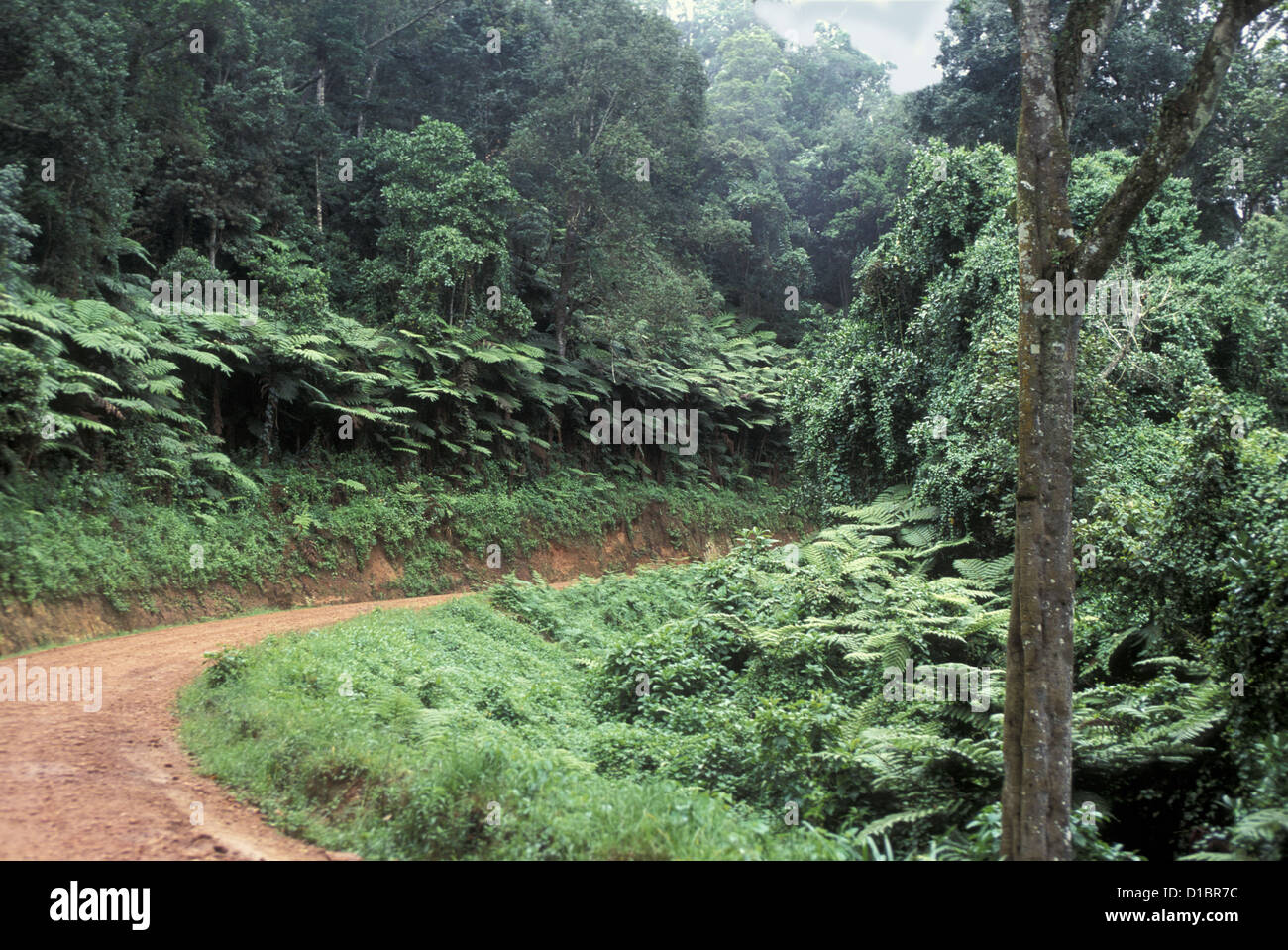 Tanzania. Indigenous forest in Usambara Mountain Stock Photo - Alamy