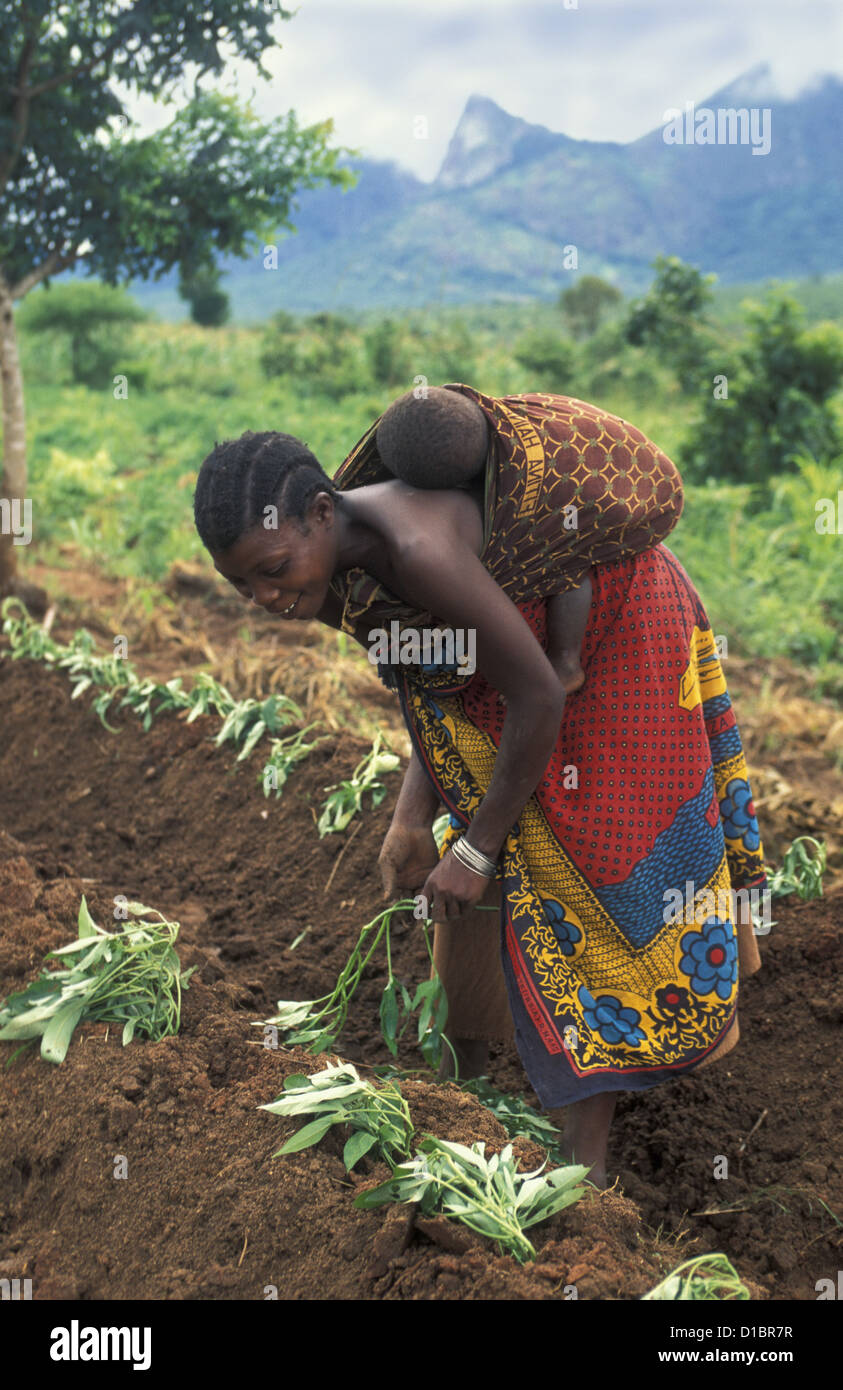 Tanzania. Planting of sweet potatoes Stock Photo - Alamy