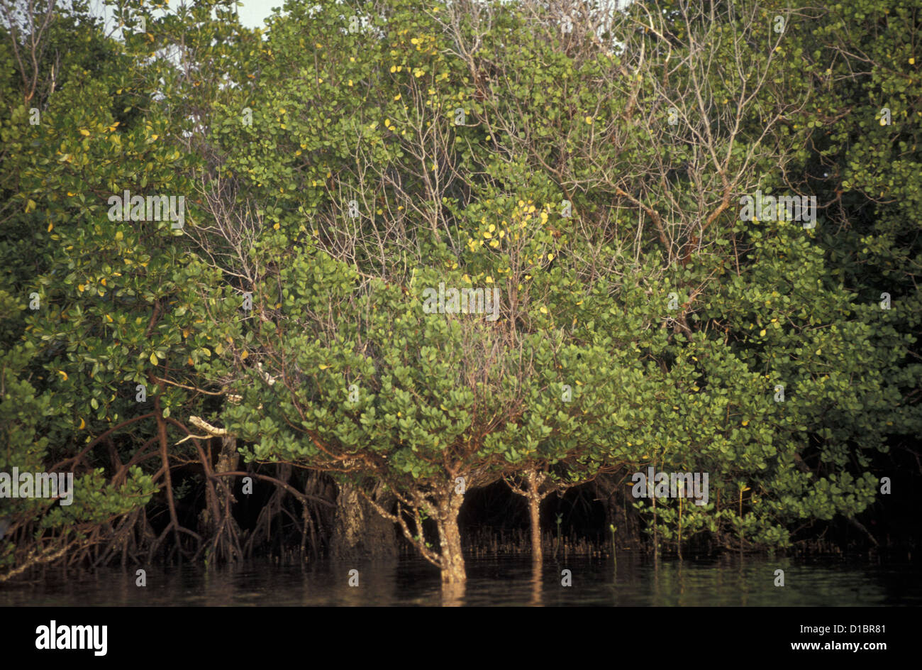 Tanzania. Mangrove vegetation at the Rufiji riverbank Stock Photo - Alamy