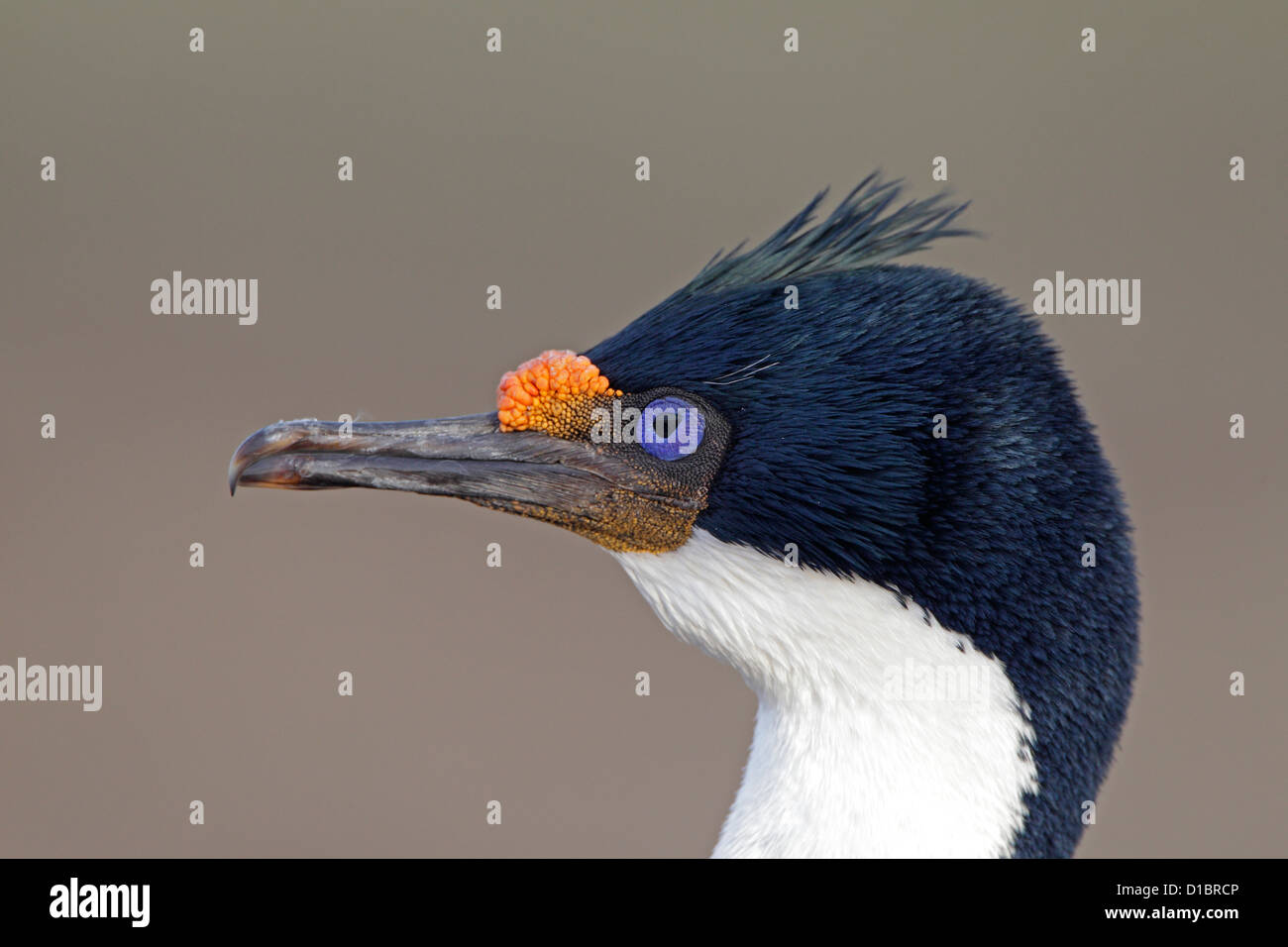 Head shot of an Imperial Cormorant Stock Photo - Alamy