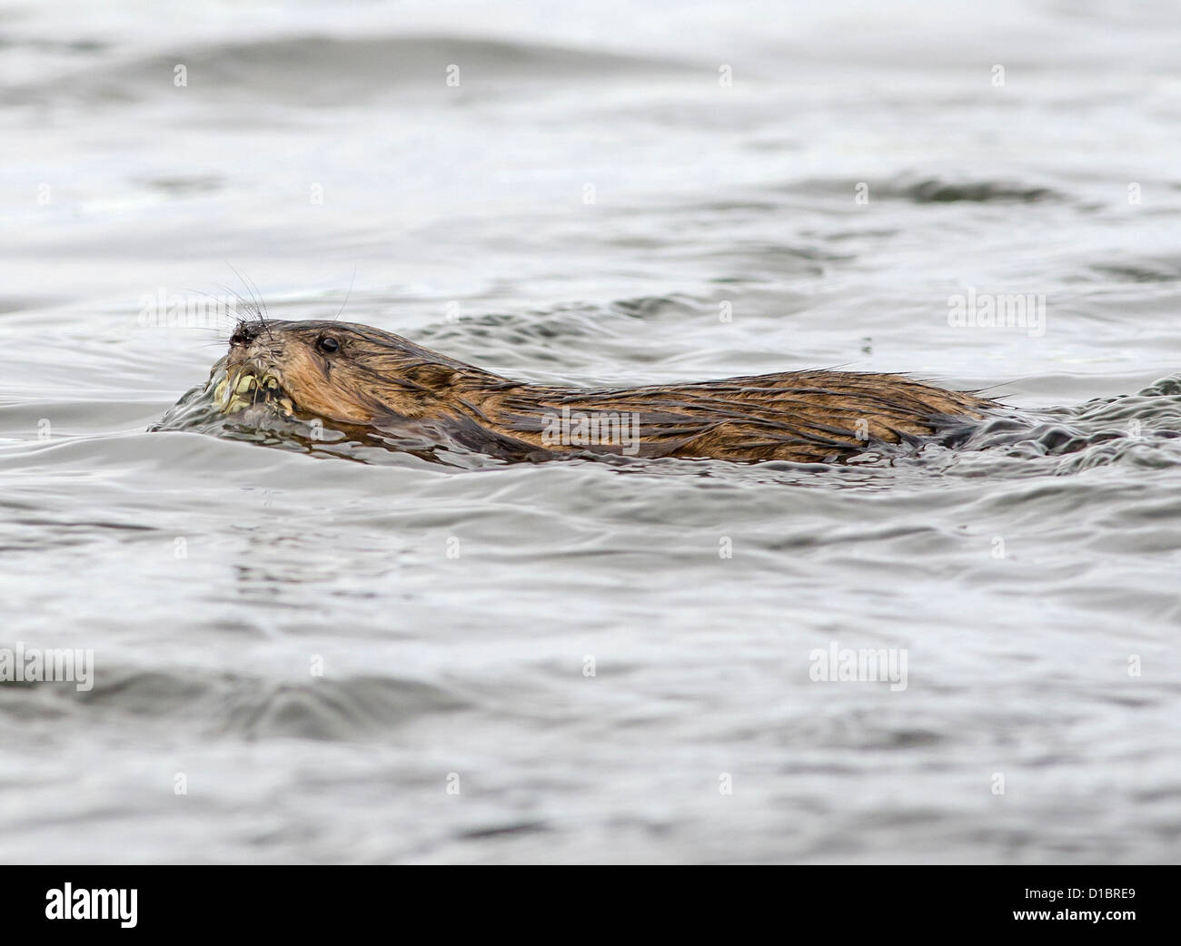 Foraging muskrat hi-res stock photography and images - Alamy