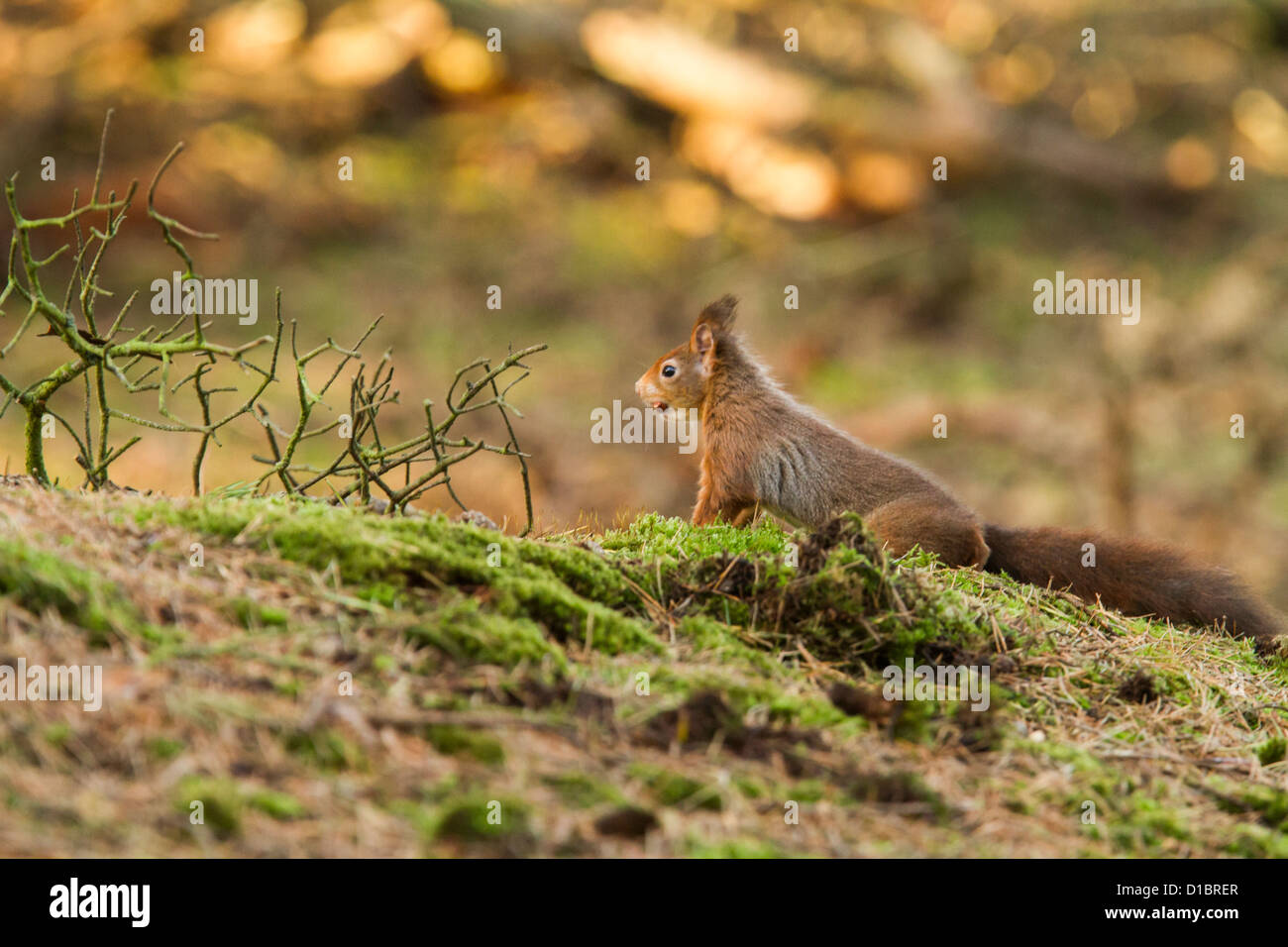 A Red Squirrel photographed at Formby Woods, England Stock Photo - Alamy
