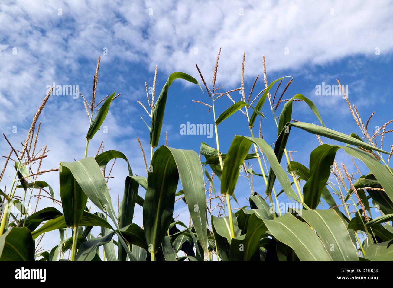 Sweet Corn Plants High Resolution Stock Photography and Images - Alamy