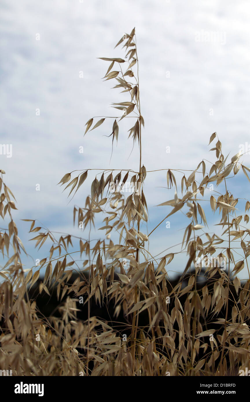 Wild Oats growing on the margin of a field, Walmer, Deal, Kent Stock ...