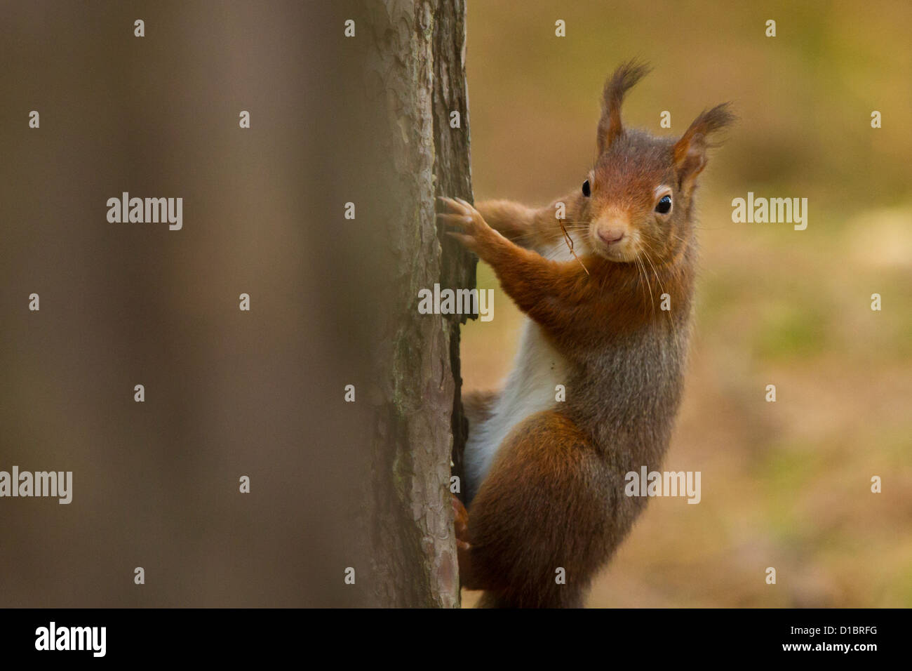 A Red Squirrel photographed at Formby Woods, England Stock Photo - Alamy