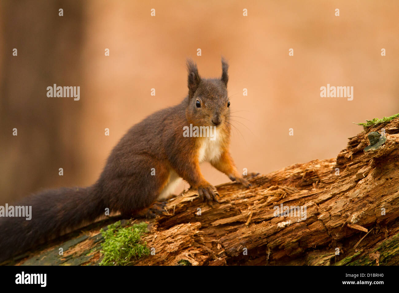 A Red Squirrel photographed at Formby Woods, England Stock Photo - Alamy